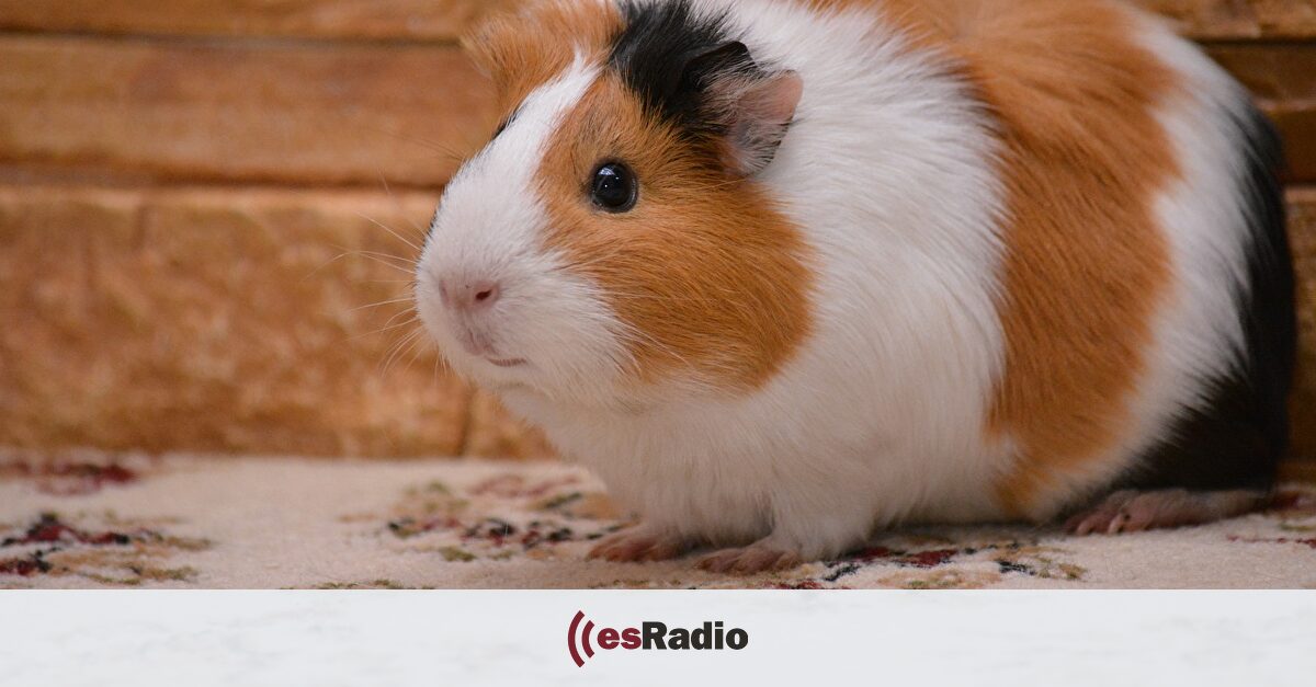 Es la Mañana de Fin de Semana: La ruina de las tiendas de mascotas ...