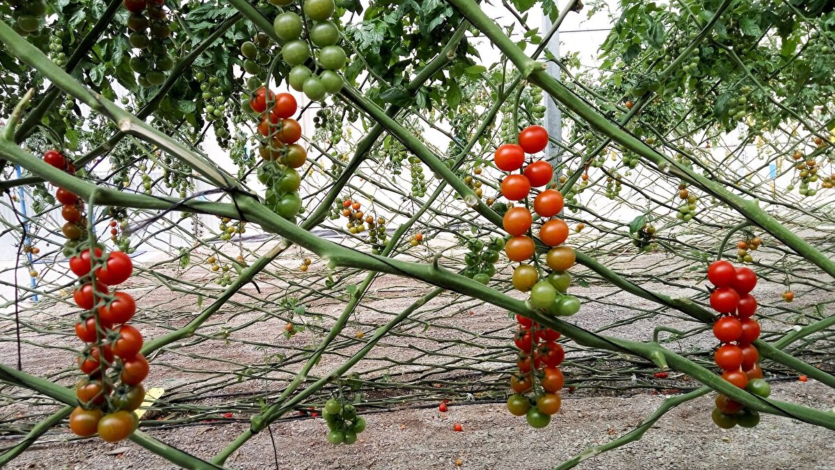 Estas son las plantas que no debes cultivar junto a tus tomates
