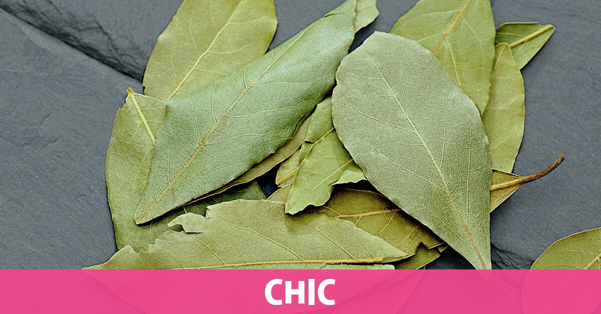 ¿Por qué es bueno meter una hoja de laurel en la lavadora?