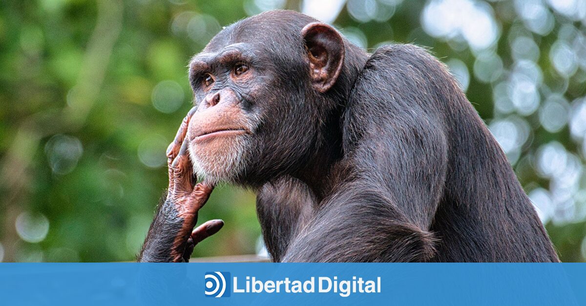 Derechos Animales prepara la ley de grandes simios: "Tienen los 15 ...