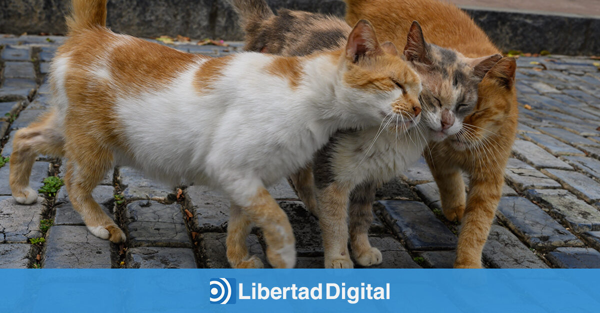 Investigadores revelan la causa detrás del color naranja de los gatos ...