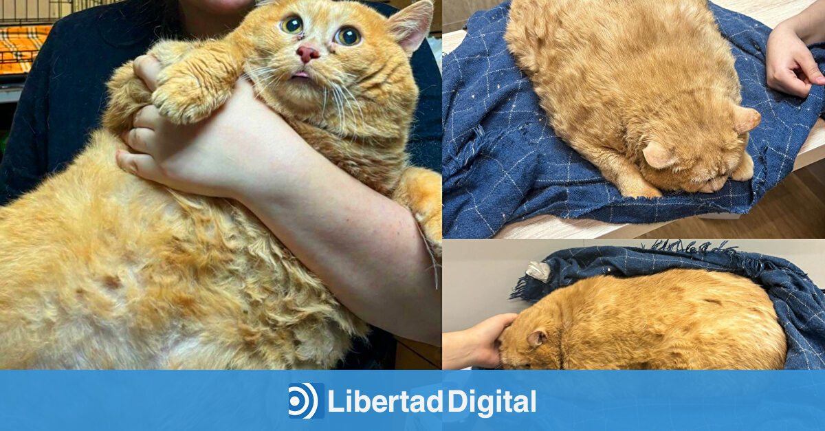 Kroshik, el gato de 17 kilos alimentado a base de sopa y galletas ...