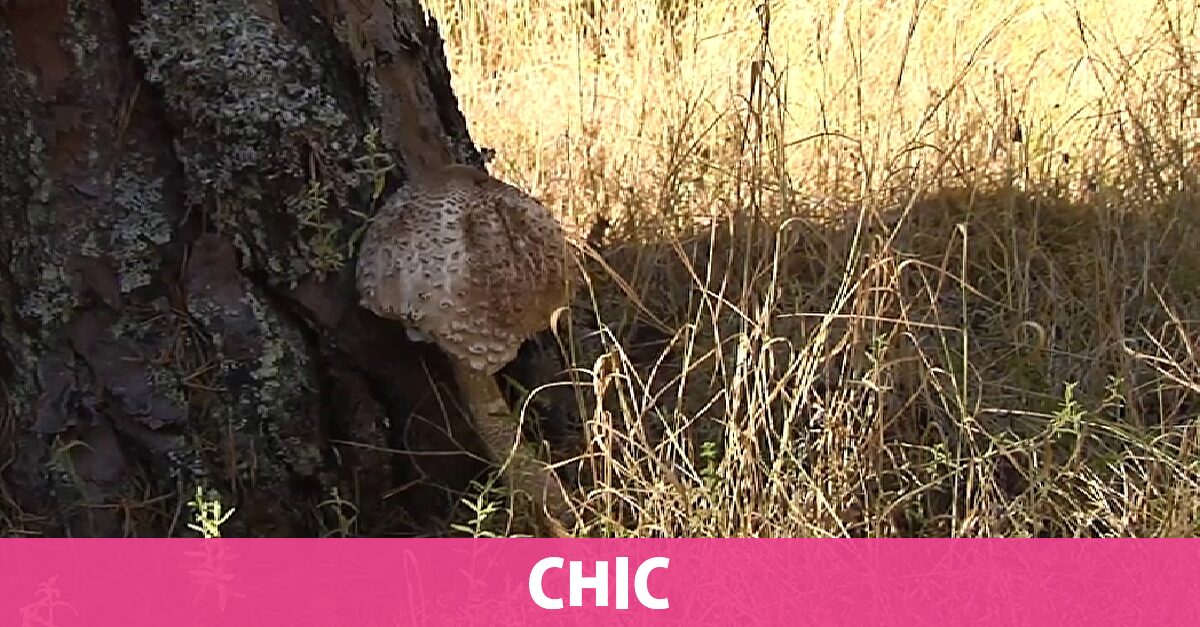 Cómo limpiar setas correctamente: trucos y consejos para aprovechar su ...