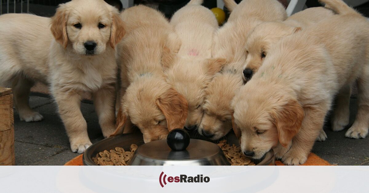 Es La Mañana de Fin de Semana: Lo mejor del Pentagrama y los perros de ...