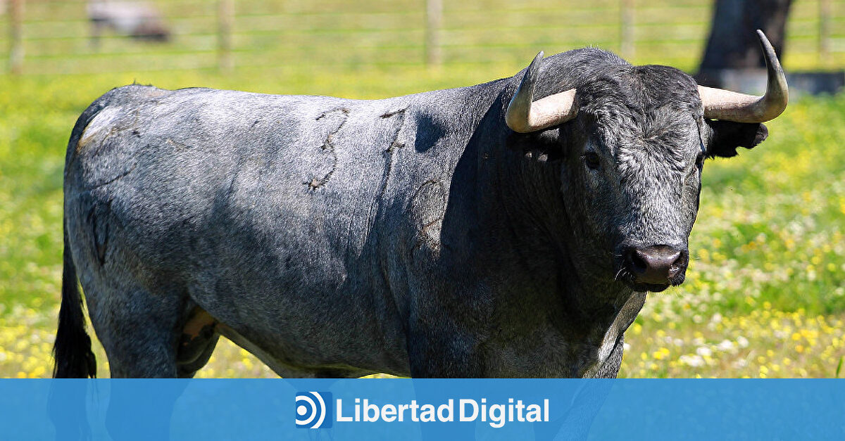 Muere en una pelea 'Cobradiezmos', el toro de Victorino Martín ...