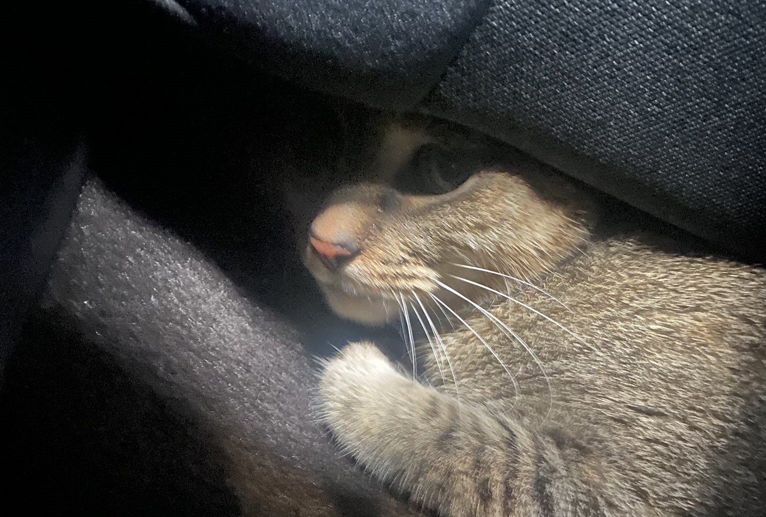 Rescatan a una gata del huracán Milton - Libertad Digital