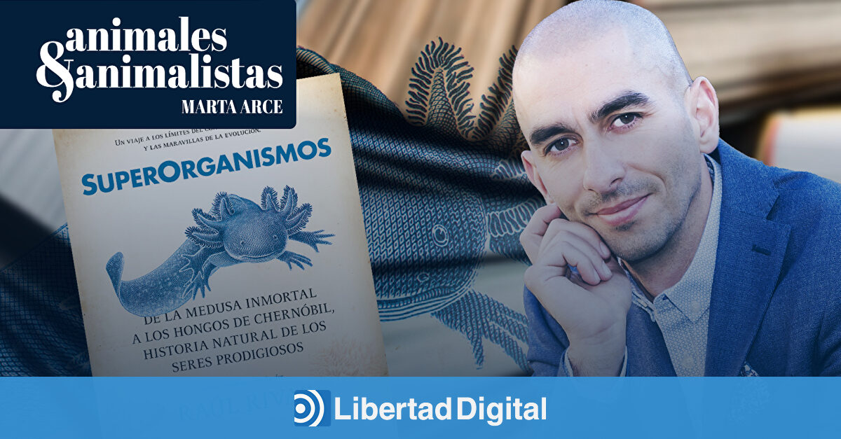 Langostas inmortales y hongos de Chernóbil: Raúl Rivas explora las ...