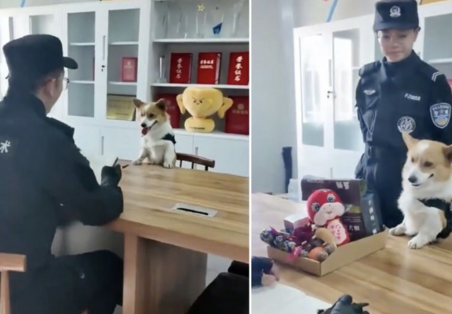 Fuzai, el corgi policía que conquistó China, sancionado por dormirse de ...