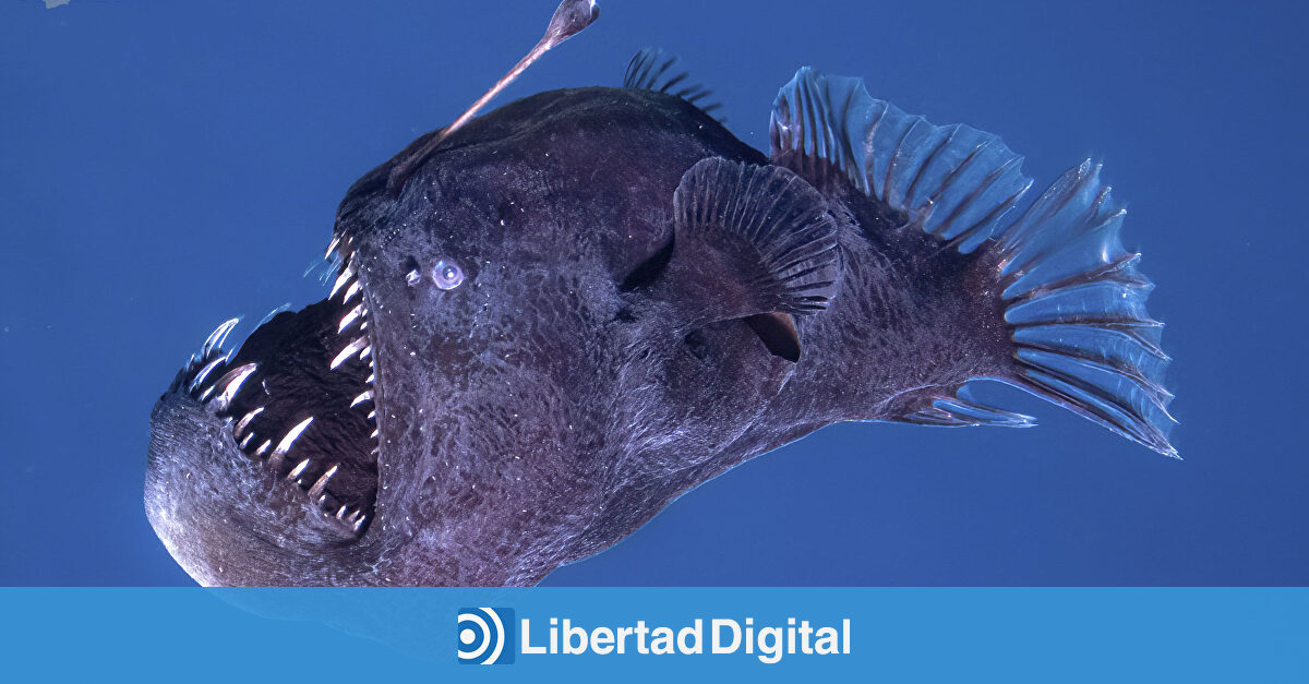 Avistan un diablo negro en la costa de Tenerife por primera vez ...