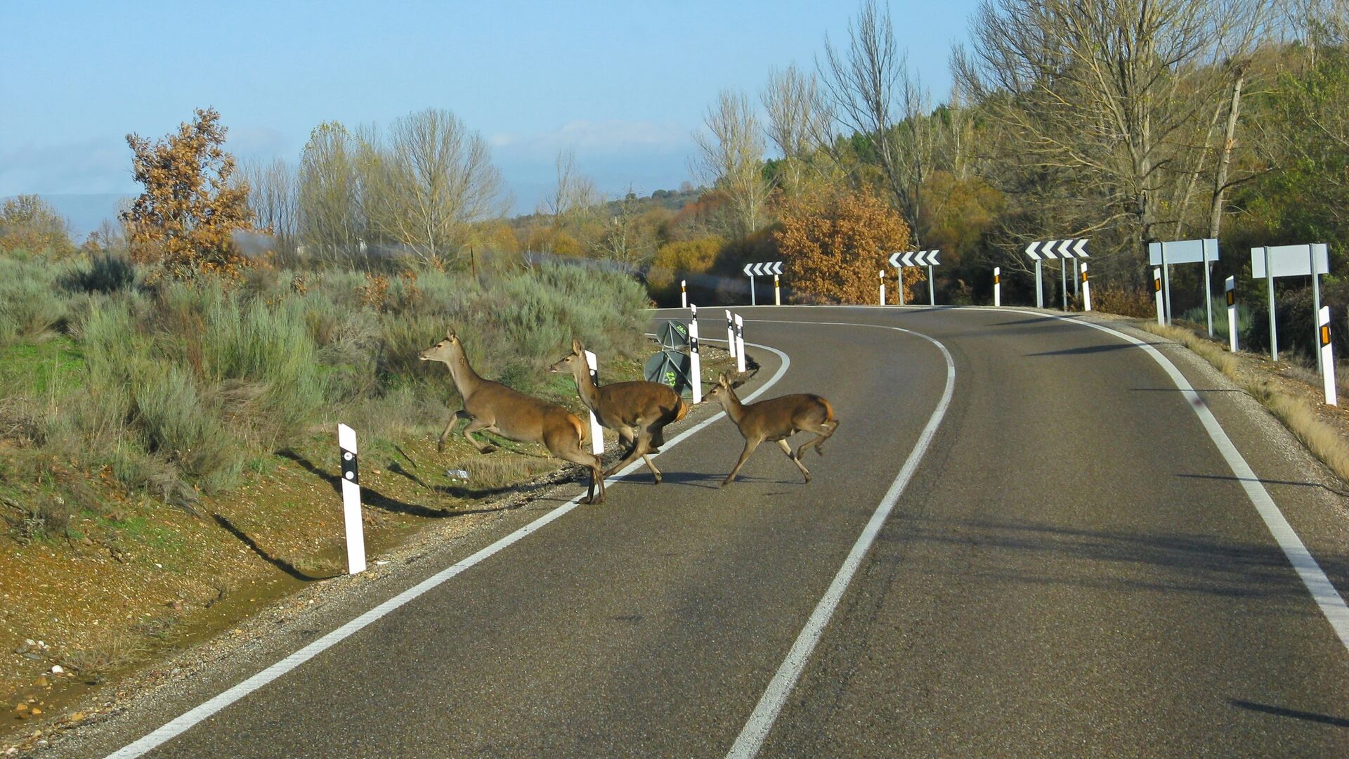 La Guardia Civil aconseja cómo conducir de forma segura ante la presencia de animales en la vía ...