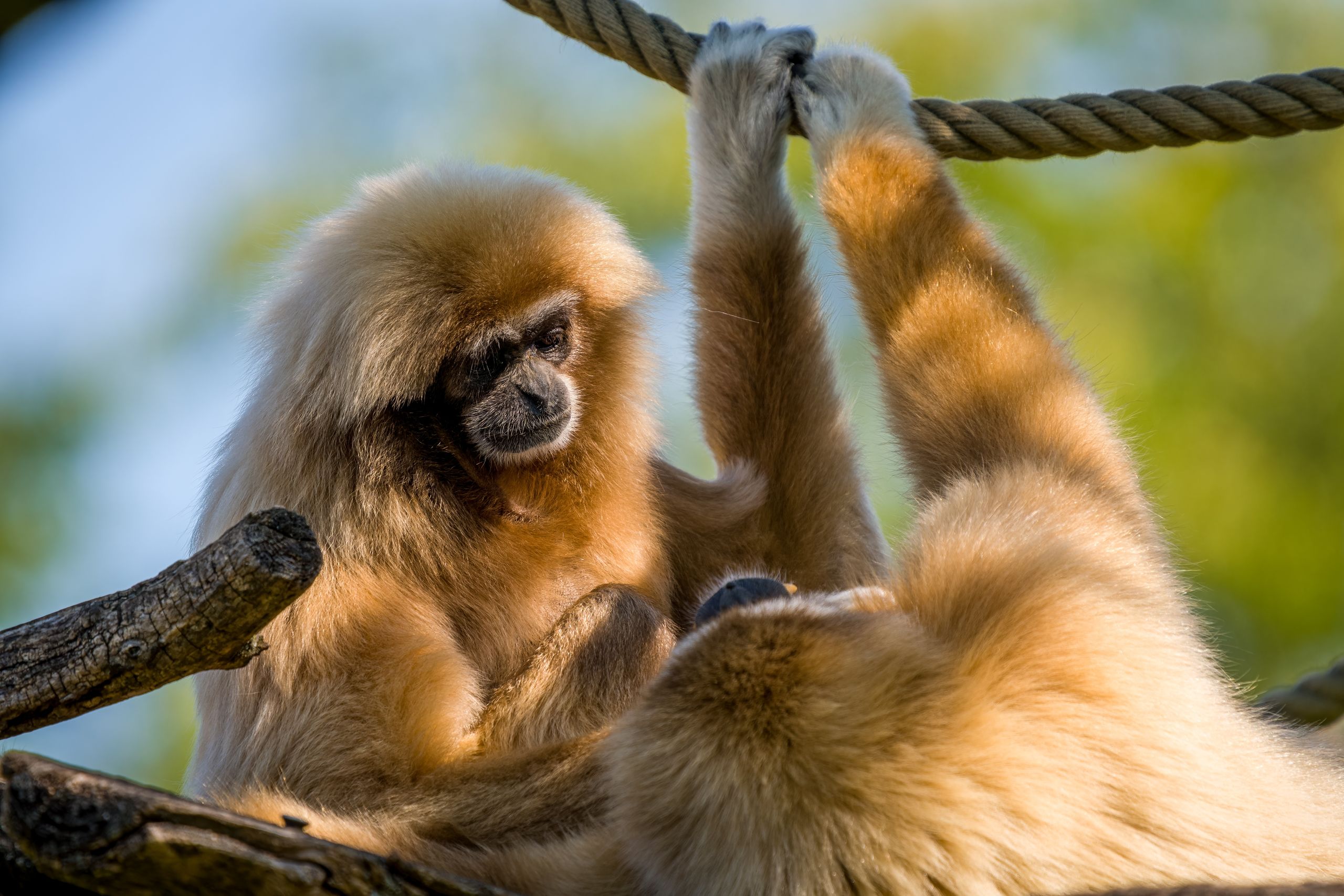 Estos son los animales que pasan toda su vida junto a la misma pareja ...