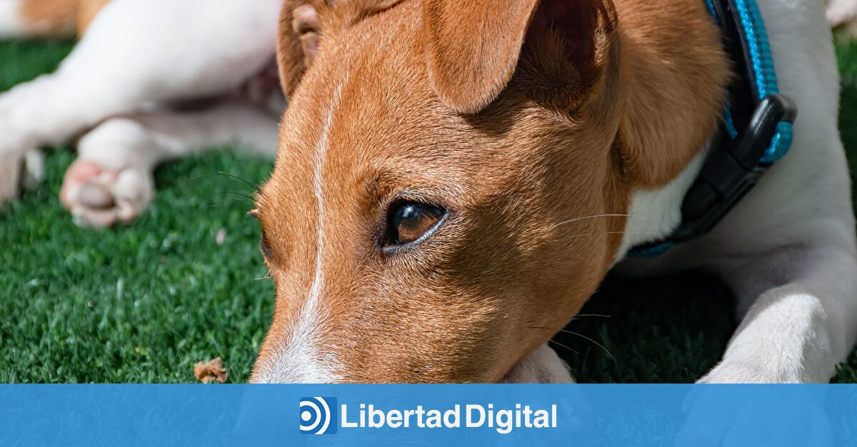 Selva: la primera mascota muerta por la ley de antibióticos del ...