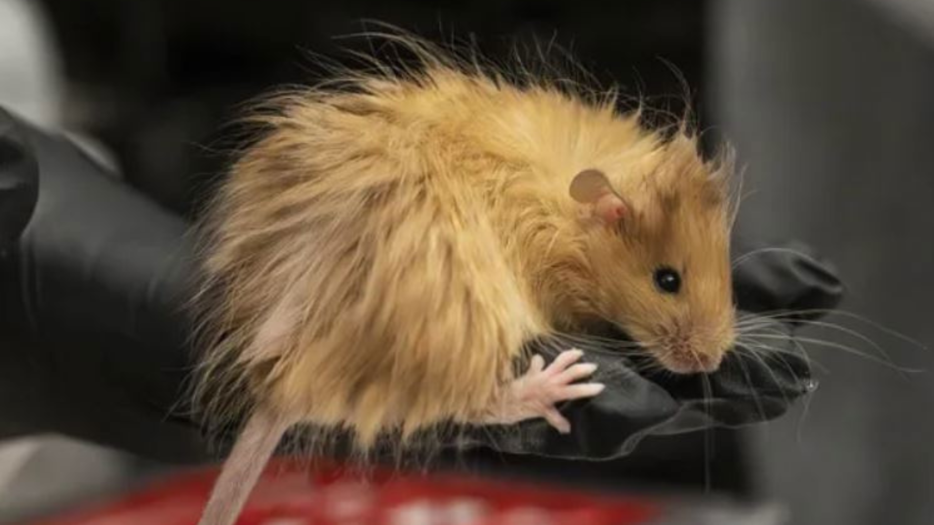 Científicos crean ratones lanudos con ADN de mamut: un paso más hacia ...