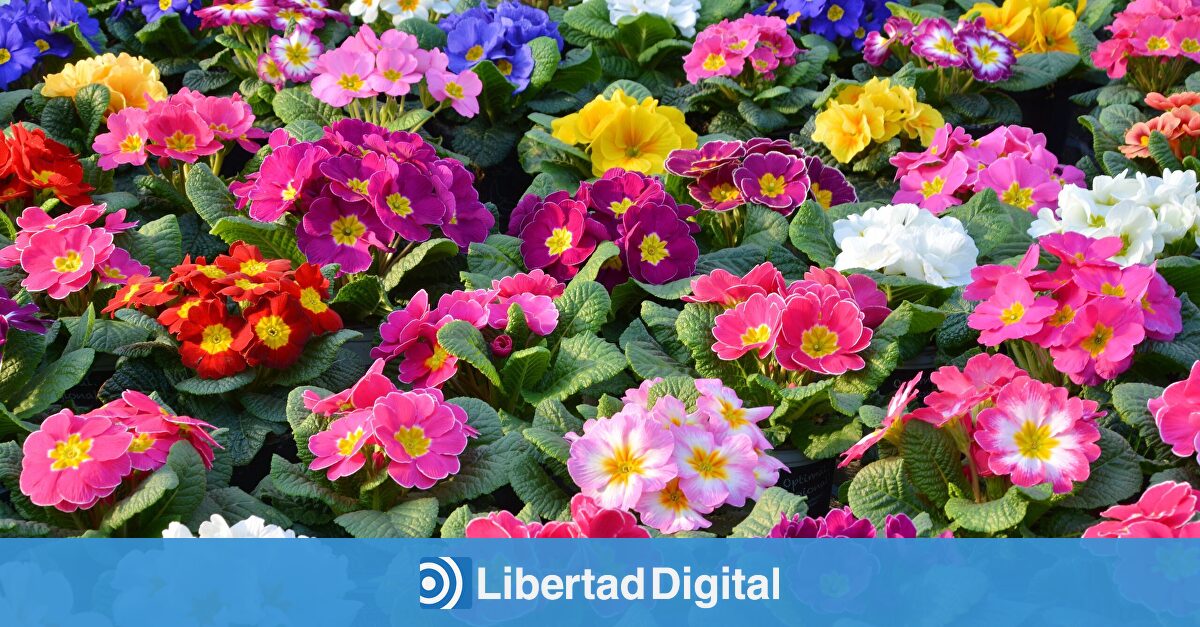 Comienza la primavera 2025: ¿Qué fenómenos astronómicos y ...