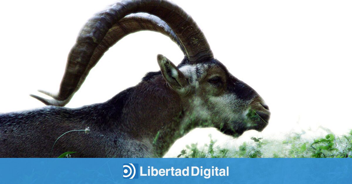 El bucardo: el día que los científicos españoles sí resucitaron un ...