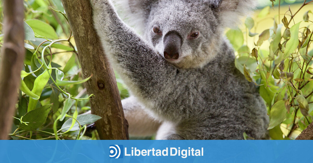 La izquierda australiana extermina 750 koalas con francotiradores desde helicópteros por ...