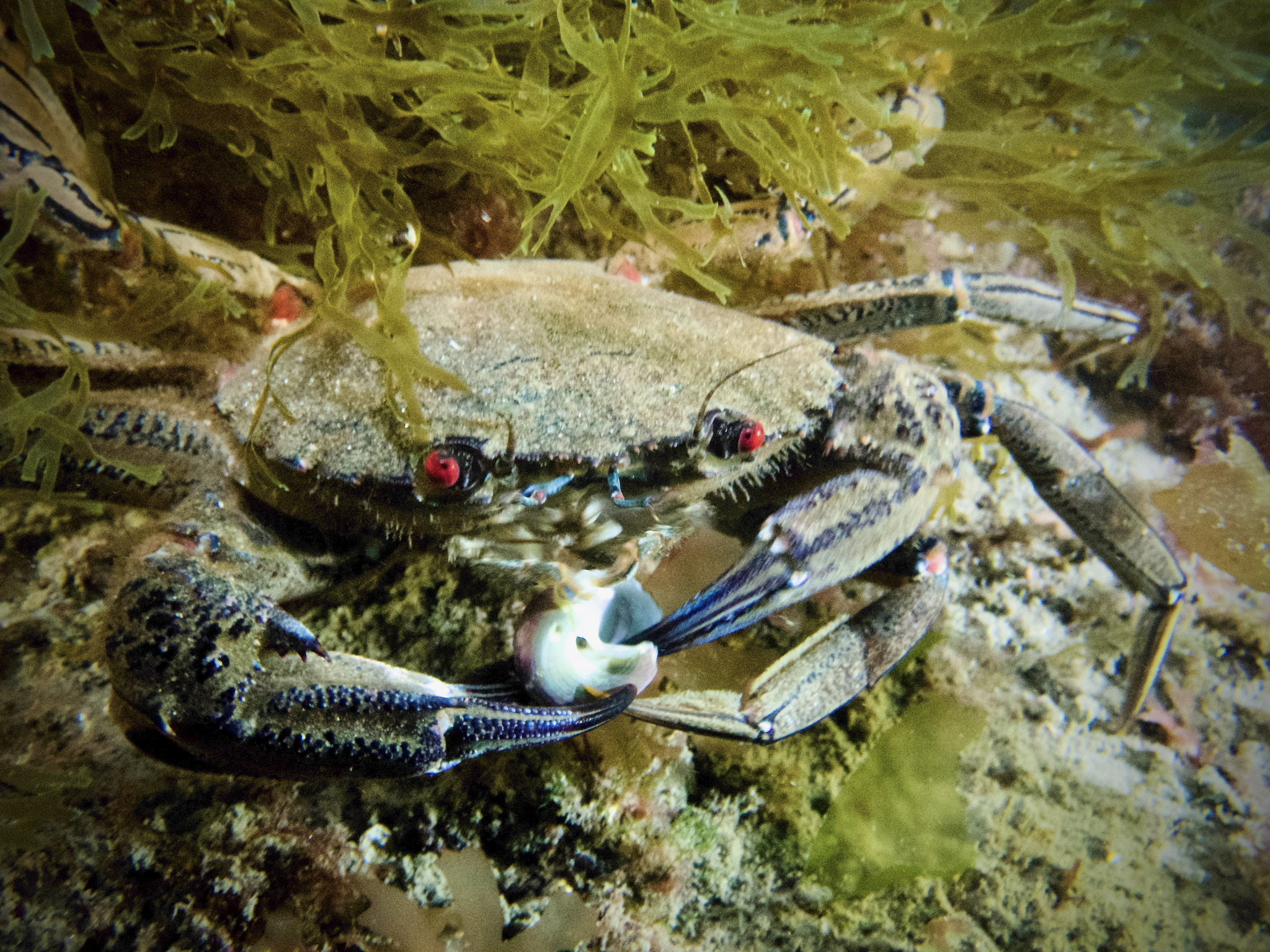 El secreto mejor guardado de Galicia: así son sus fondos marinos ...