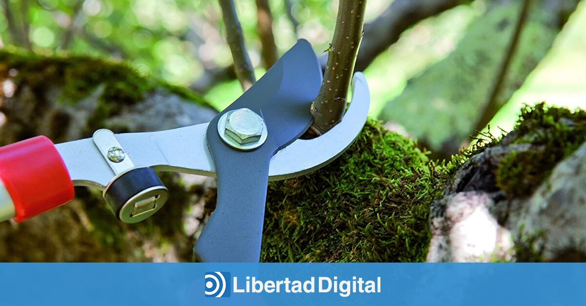 Elige hoy las mejores tijeras de podar para el jardín