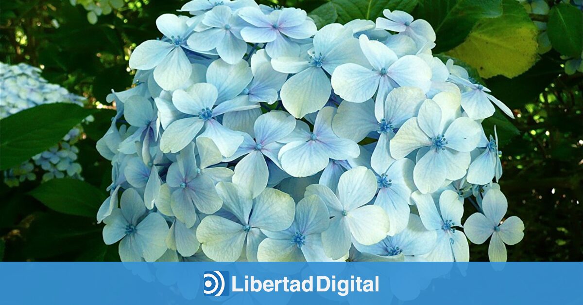 El abono secreto que da intensidad al color azul de las hortensias ...