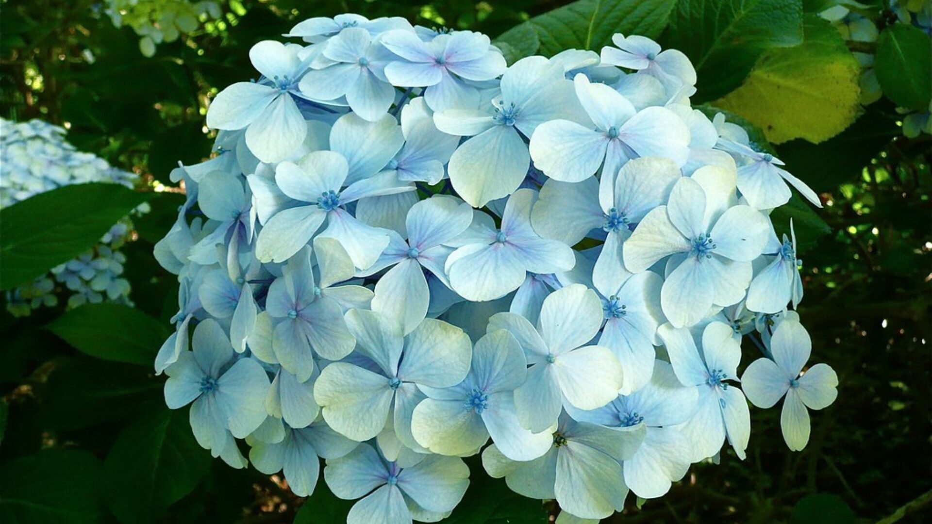 El abono secreto que da intensidad al color azul de las hortensias ...