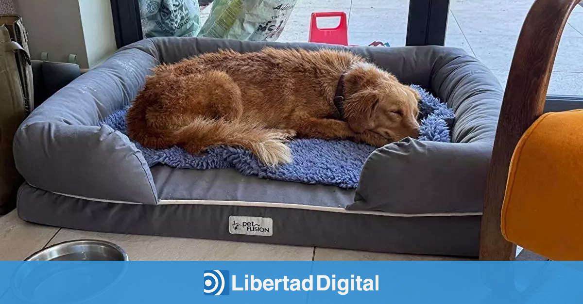 La increíble travesía de Amber: una perra que recorrió 160 km a pie, 1 ...