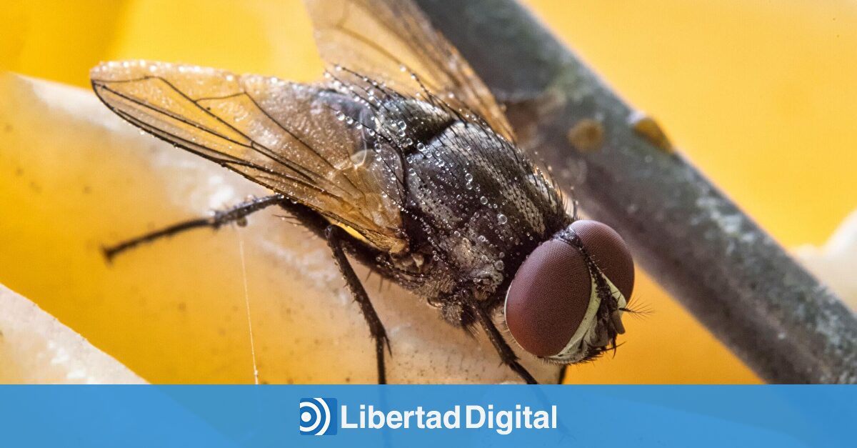 Así puedes ahuyentar las moscas del hogar con remedios sencillos ...
