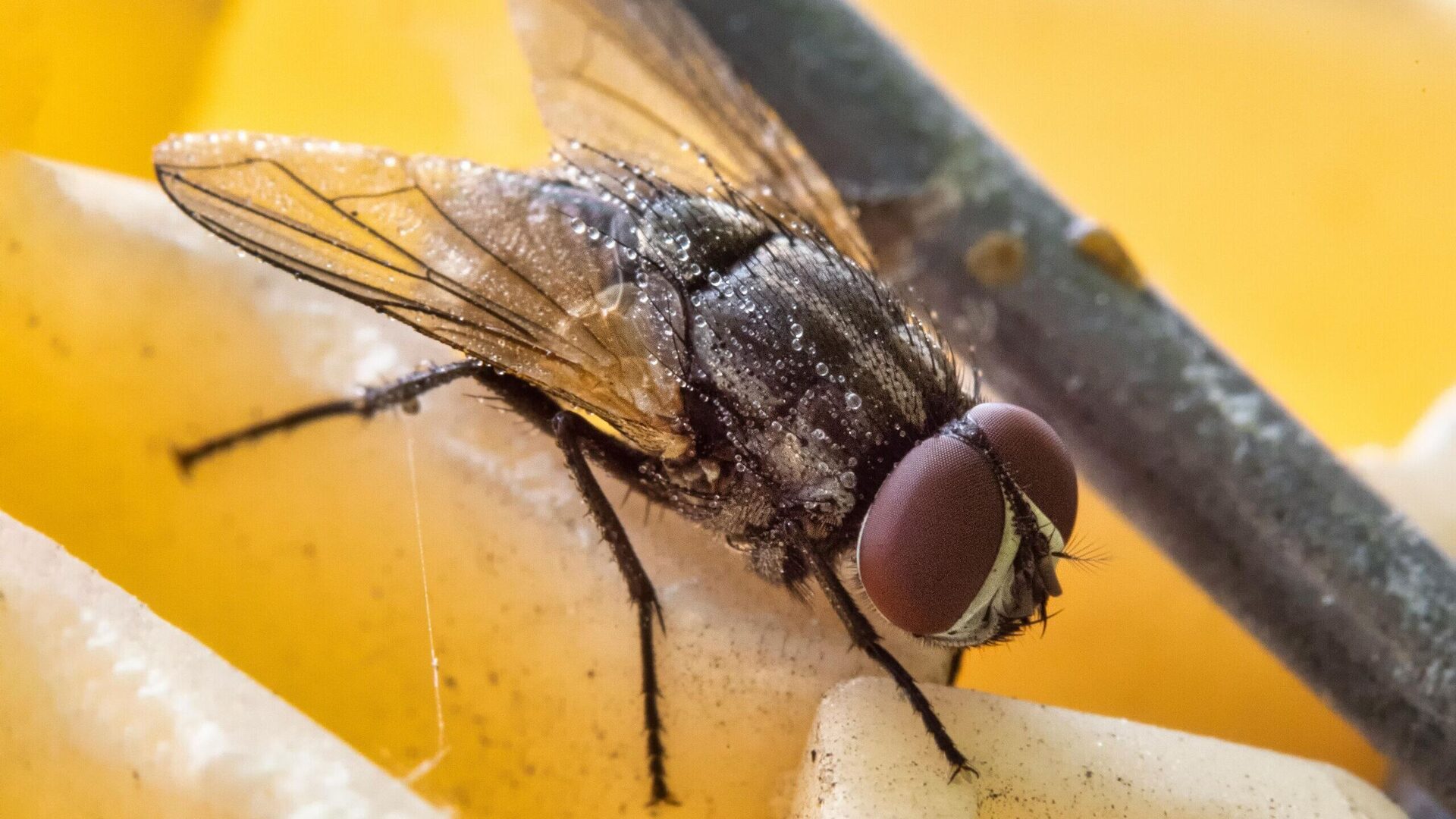 Así puedes ahuyentar las moscas del hogar con remedios sencillos - Libertad Digital