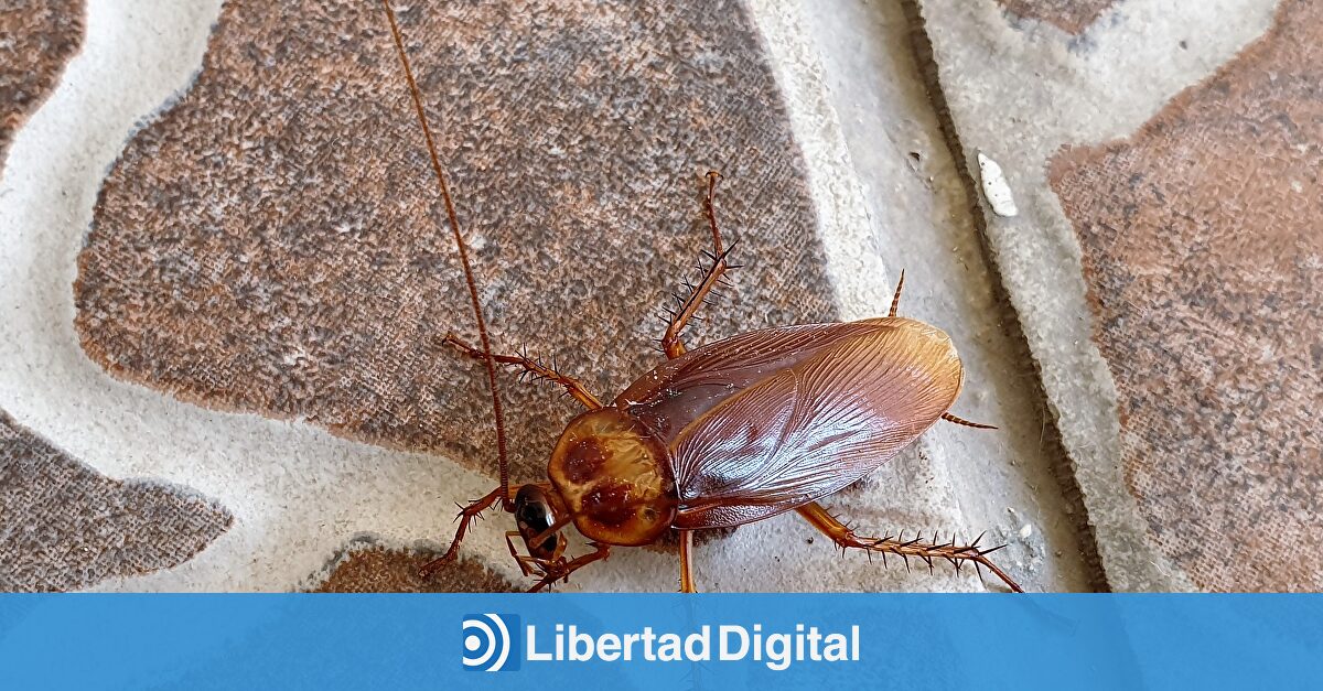 Cucaracha americana: la plaga voladora que ya se extiende por el 90% de ...