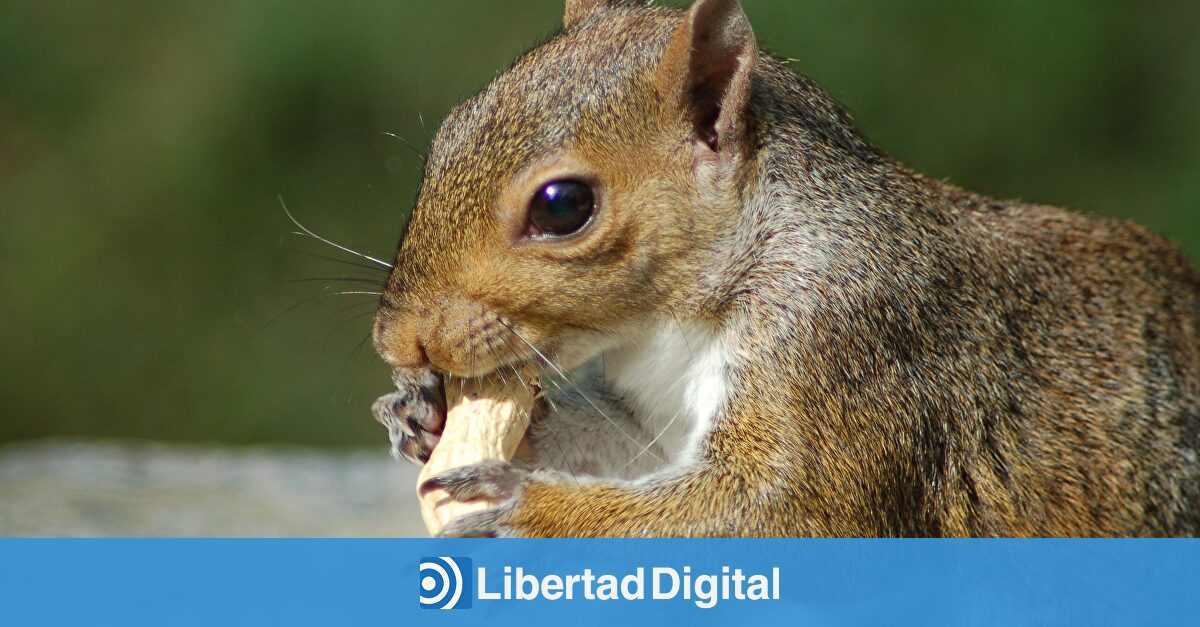 Qué son las "ardillas zombi" que se han vuelto virales en las redes ...