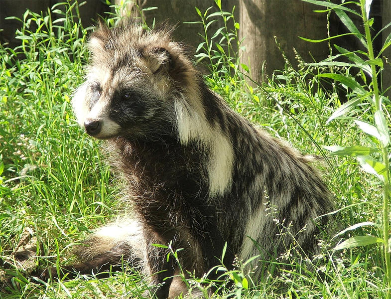 Perros mapache; Perros Mapaches; Raccoon Dogs; Nyctereutes