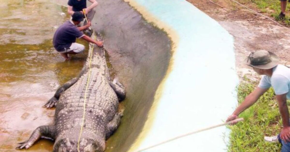 Cocodrilo De Lolong En Indonesia Largest Crocodile Hi Res Stock