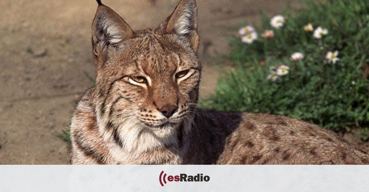 Con el Alba: Las dificultades para la suelta e implantación del lince en Almadén - esRadio