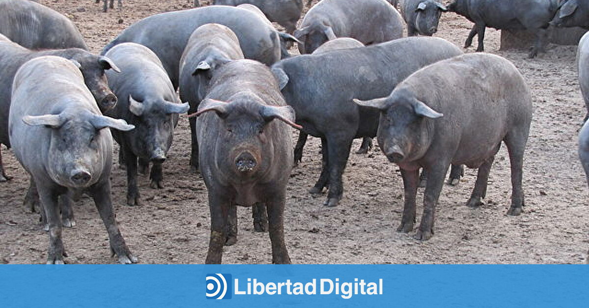 Cerdos 'pata verde' - Miguel del Pino - Libertad Digital