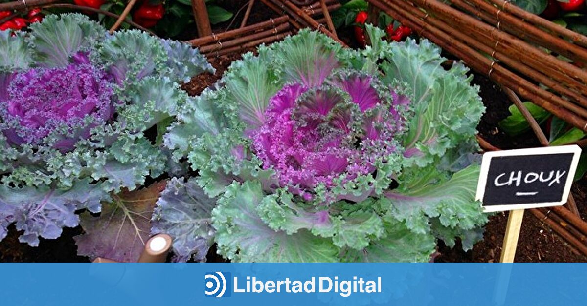 Parrot presenta Flower Power, un dispositivo para monitorizar plantas ...