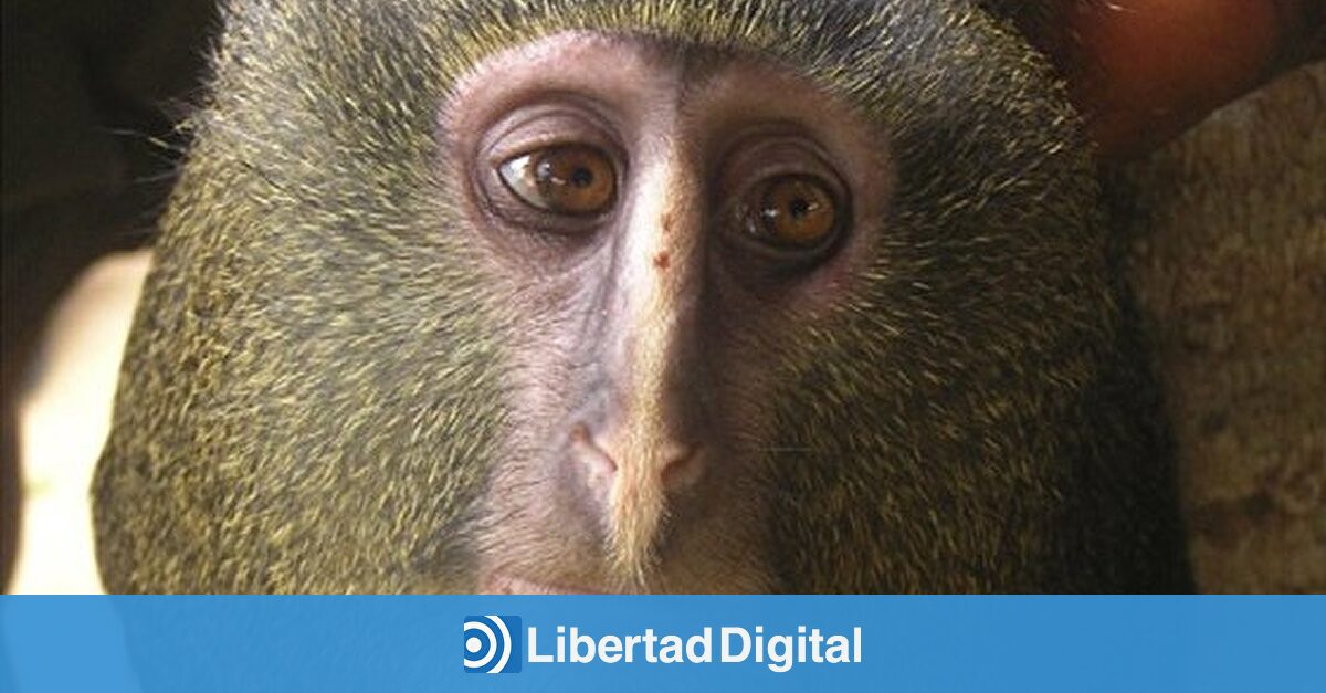 Descubren al lesula, una nueva especie de mono africano - Libertad Digital