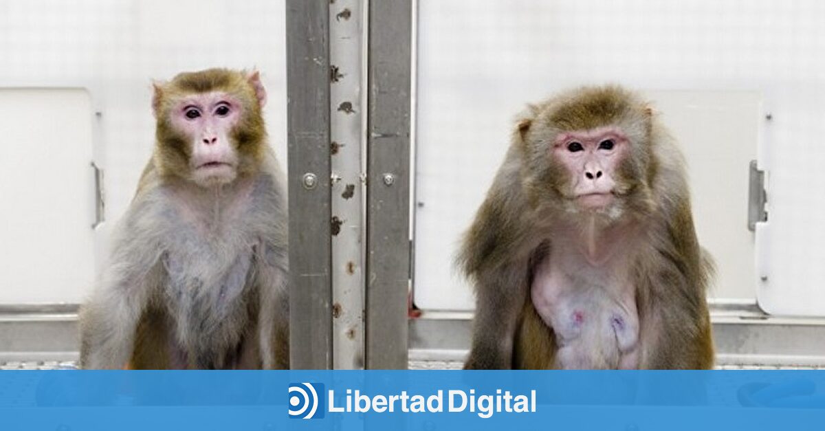 Los simios líderes y sus súbditos tienen cerebros diferentes - Libertad ...