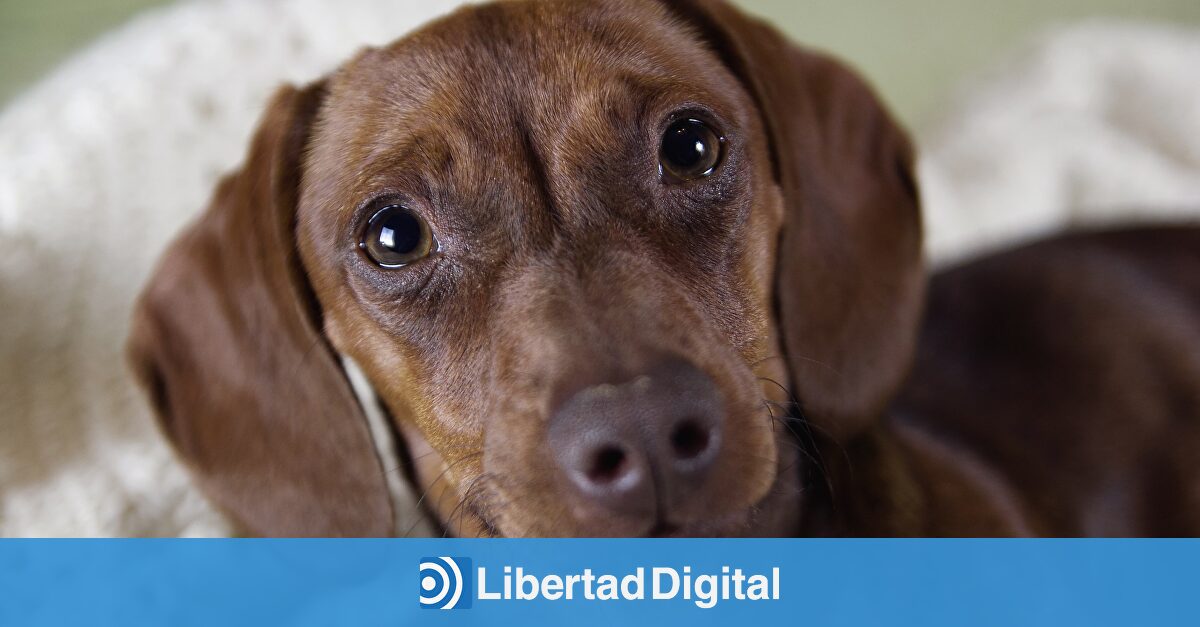 Los perros ponen ojitos para crear lazos con los humanos - Libertad Digital