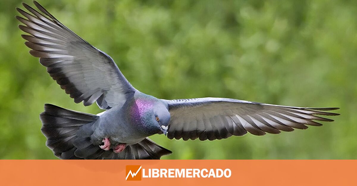 El precio de las palomas se dispara en China - Libre Mercado