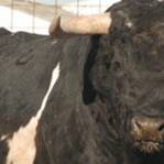 Muere el toro Ratón, una leyenda en el mundo de los encierros ...