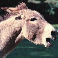 Fidel Vladimir el Exégeta - Cambio de paradigma: ¡A rebuznar ...