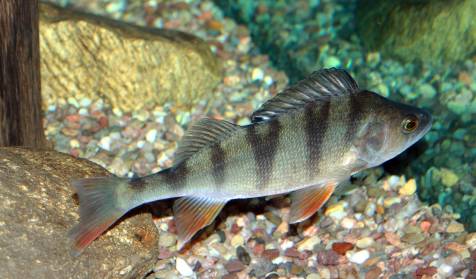 Un antidepresivo humano convierte a las percas en 'superpeces ...