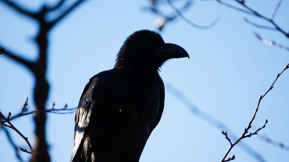 Desmitifican la mala fama de los cuervos - Libertad Digital