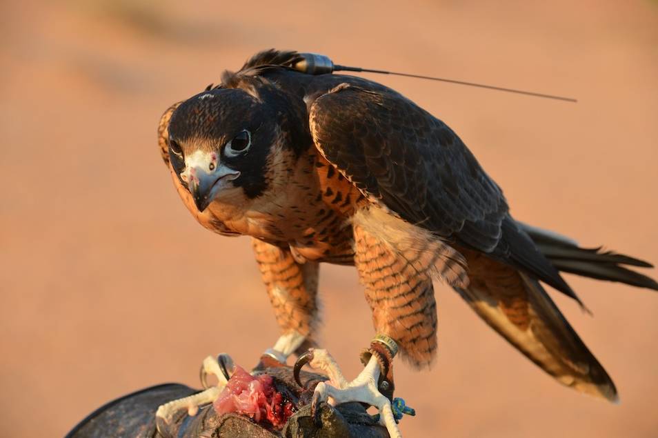 El genoma del halcón, al descubierto - Libertad Digital