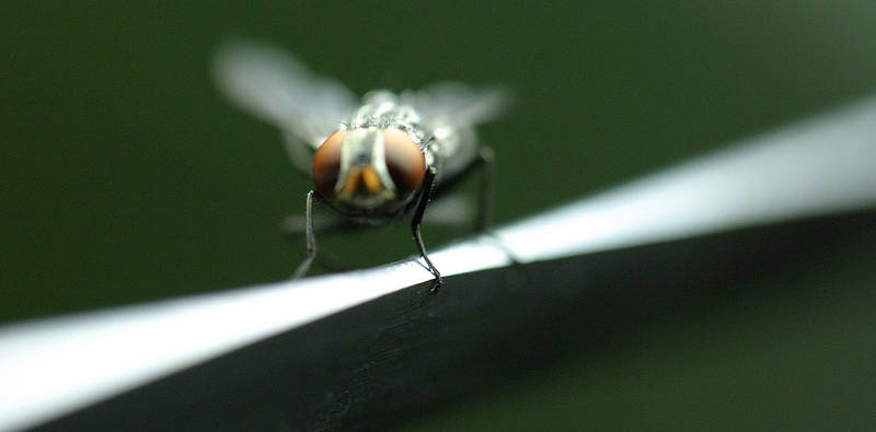 La clave que puede erradicar la enfermedad del sueño - Libertad Digital