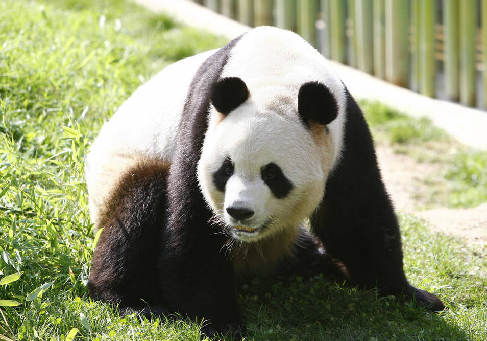 ¿Por qué los osos panda son blancos y negros? - Libertad Digital