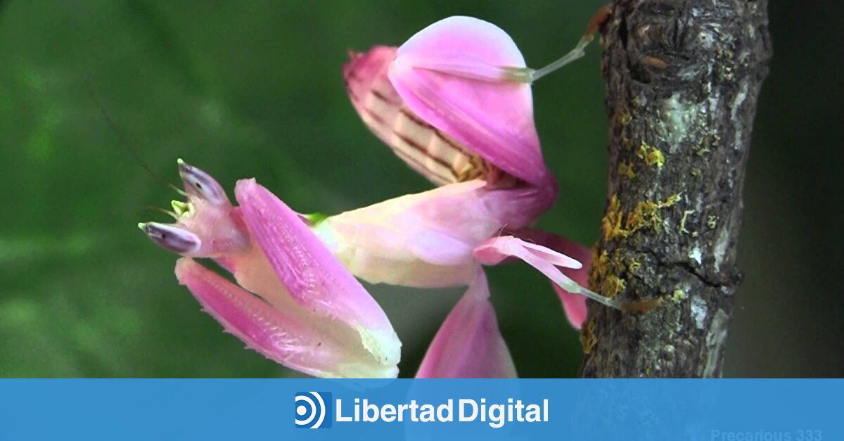 Mantis orquídea: un insecto hermoso y mortal - Libertad Digital