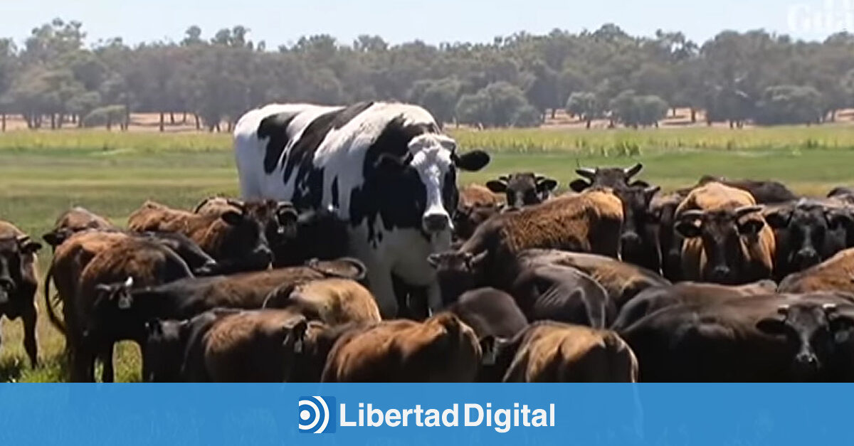 Una vaca de 2 metros de altura y 1400 kilos de peso asombra al mundo ...
