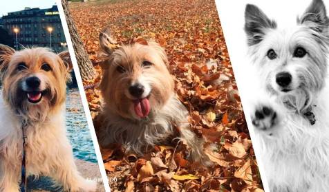 Max, el perro estrella de la Lotería Nacional - LDTV